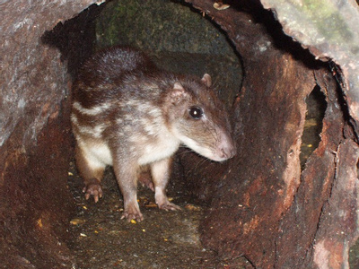 The Paca - Mammal, Rodentia