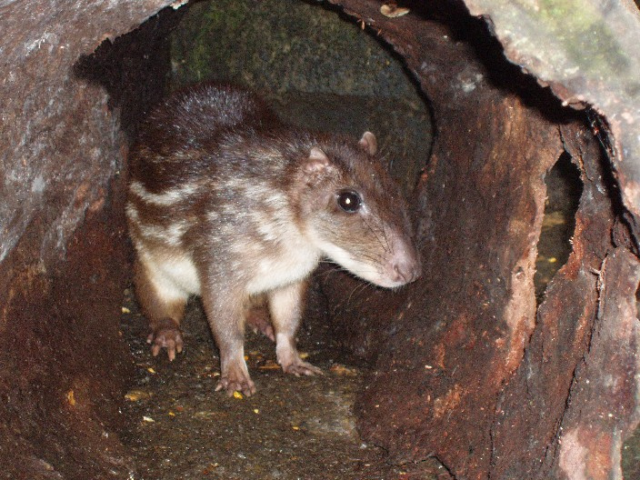 The Paca - Mammal, Rodentia