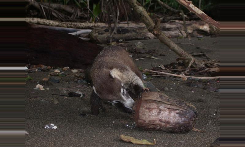 The Coati (mammal) , Costa Rica