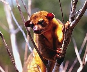 The Kinkajou (mammal)