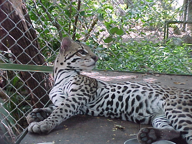 The Ocelot (mammal)