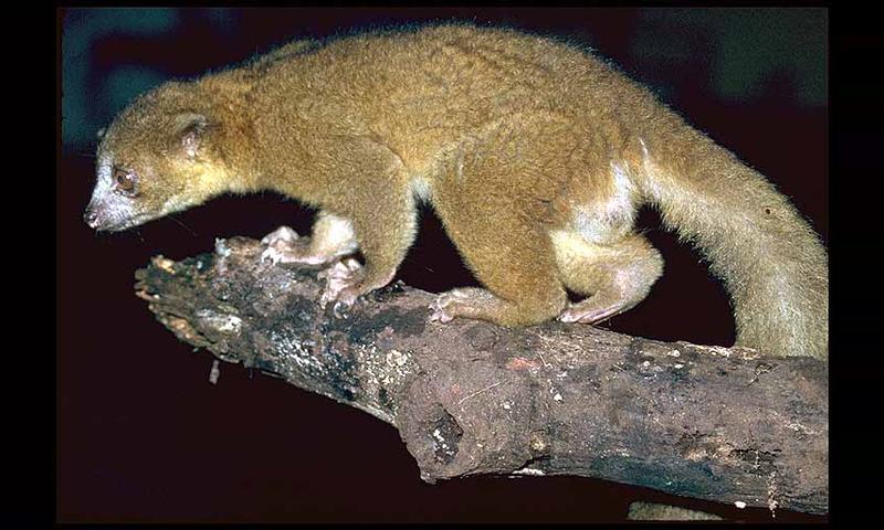 The Olingo (mammal), Costa Rica