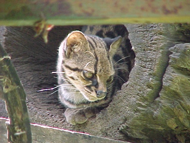 The Oncilla (mammal)