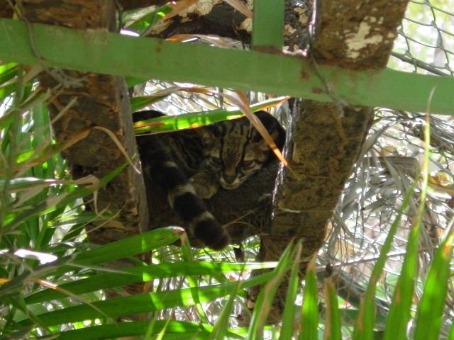 The Oncilla (mammal)