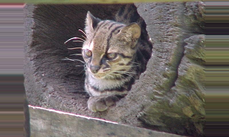 The Oncilla (mammal), Costa Rica