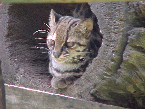 The Oncilla (mammal)