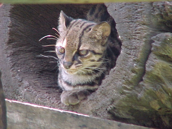 The Oncilla (mammal)