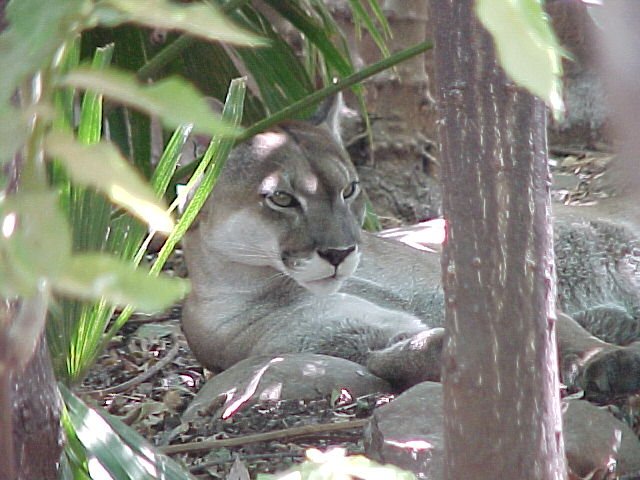 The Puma - Mammal, Felidae
