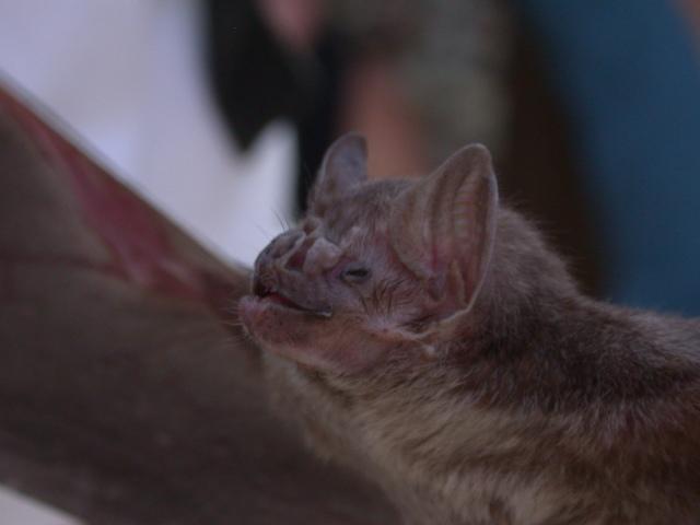 The Vampire Bat (mammal)