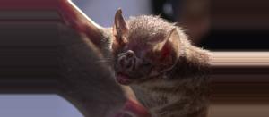 Mammals of Costa Rica