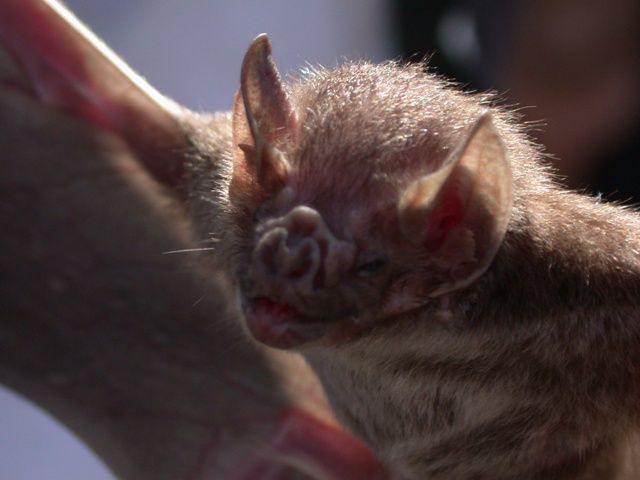 Tropical Rainforest Vampire Bats