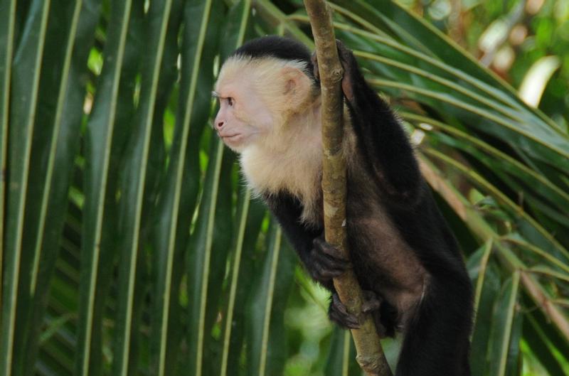 White-Faced or Capuchin Monkey