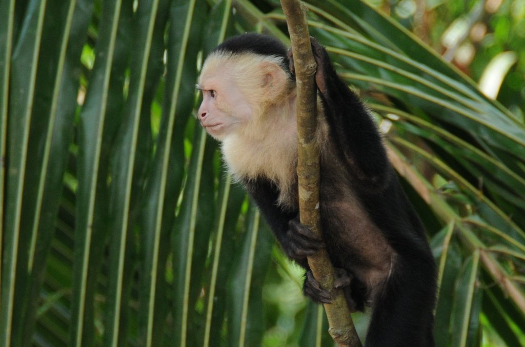 White-Faced or Capuchin Monkey
