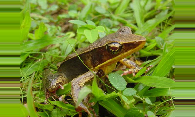 Brilliant Forest Frog, Costa Rica