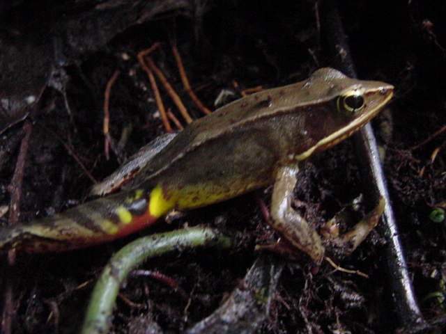 Brilliant Forest Frog