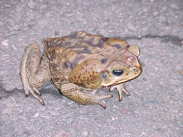 Giant Toad or Cane Toad
