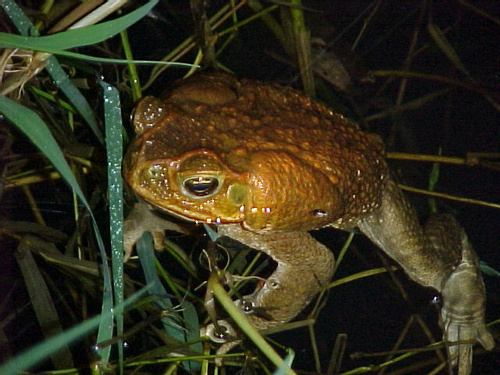 largest cane toad found