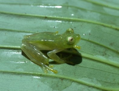 The Glass Frog (amphibian)