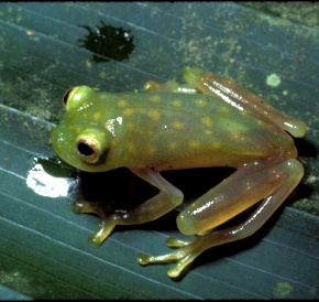 The Glass Frog (amphibian)