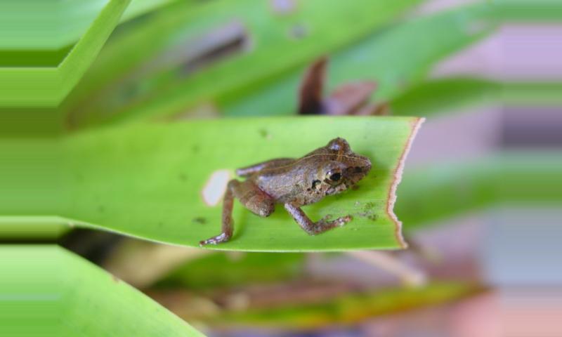 The Common Tink Frog, Costa Rica