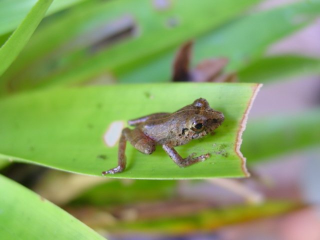 The Common Tink Frog