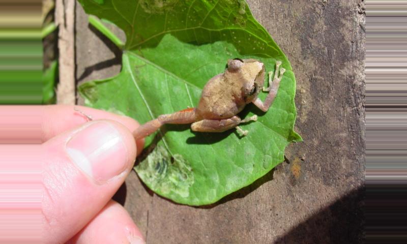 The Common Tink Frog, Costa Rica