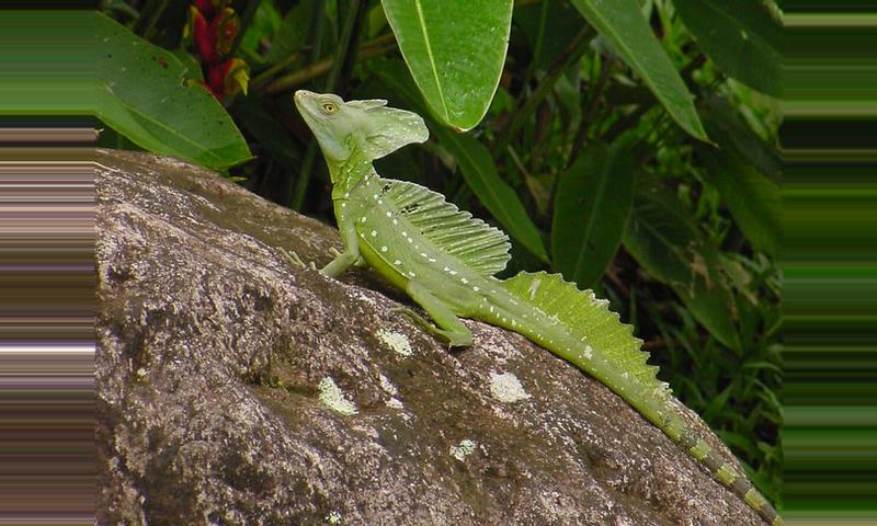 The Common Basilisk, Costa Rica