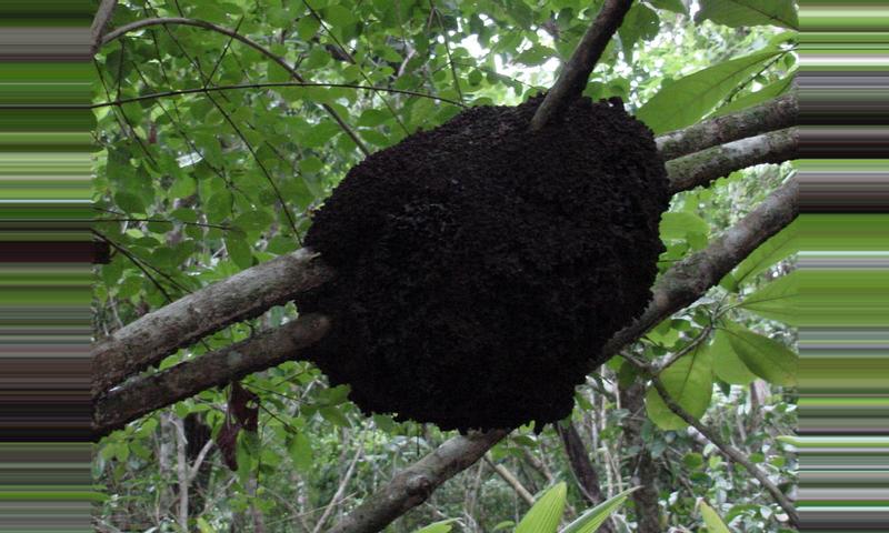 Learn About Costa Rica’s Arboreal Termites