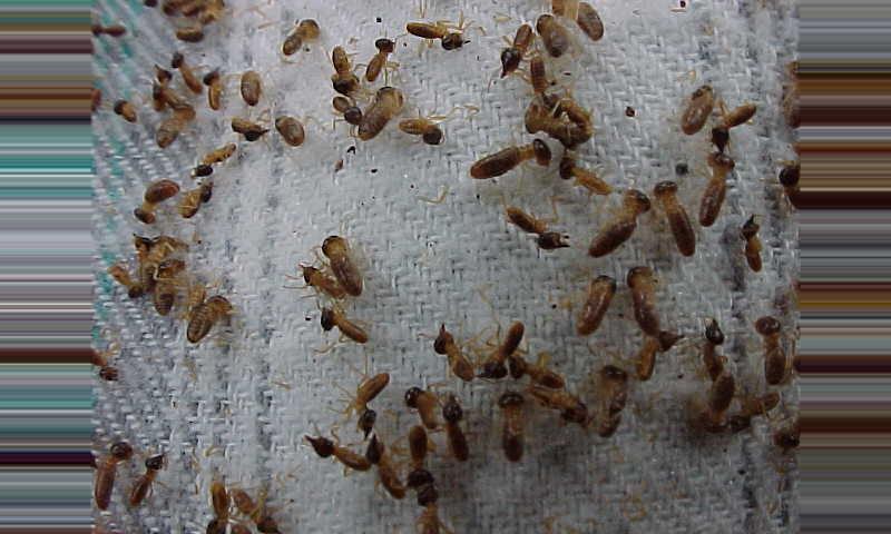 Learn About Costa Rica’s Arboreal Termites