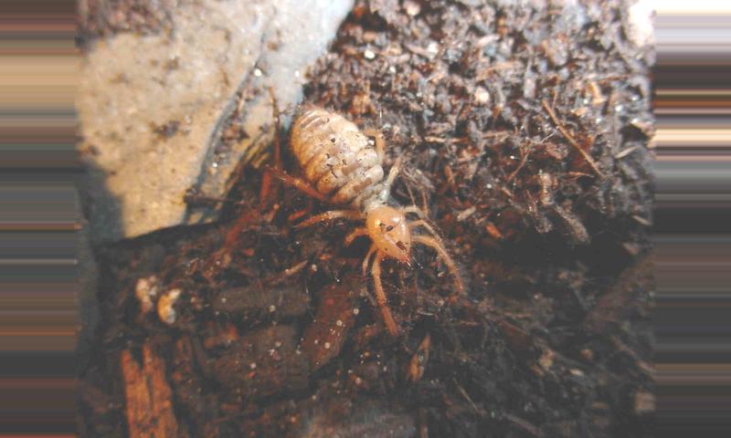 Learn About Costa Rica’s Arboreal Termites