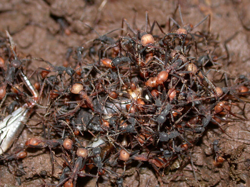 army ant bite force