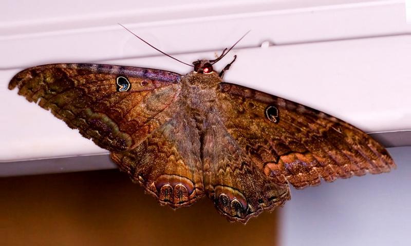 The Black Witch (insect), Costa Rica