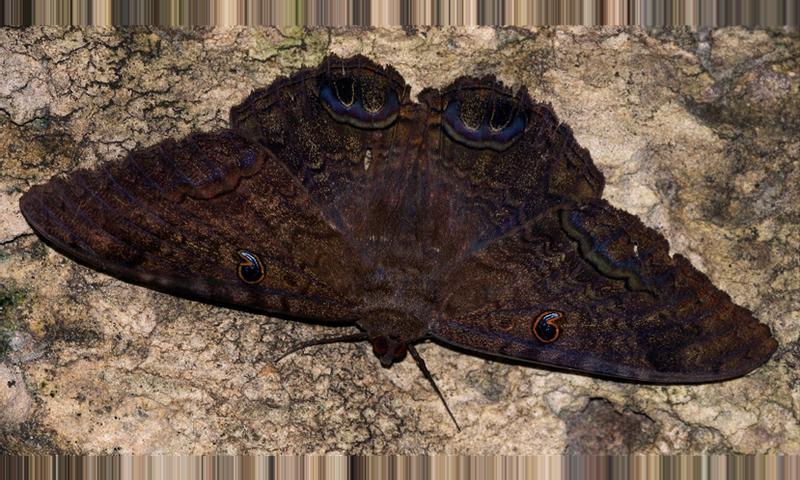 The Black Witch (insect), Costa Rica