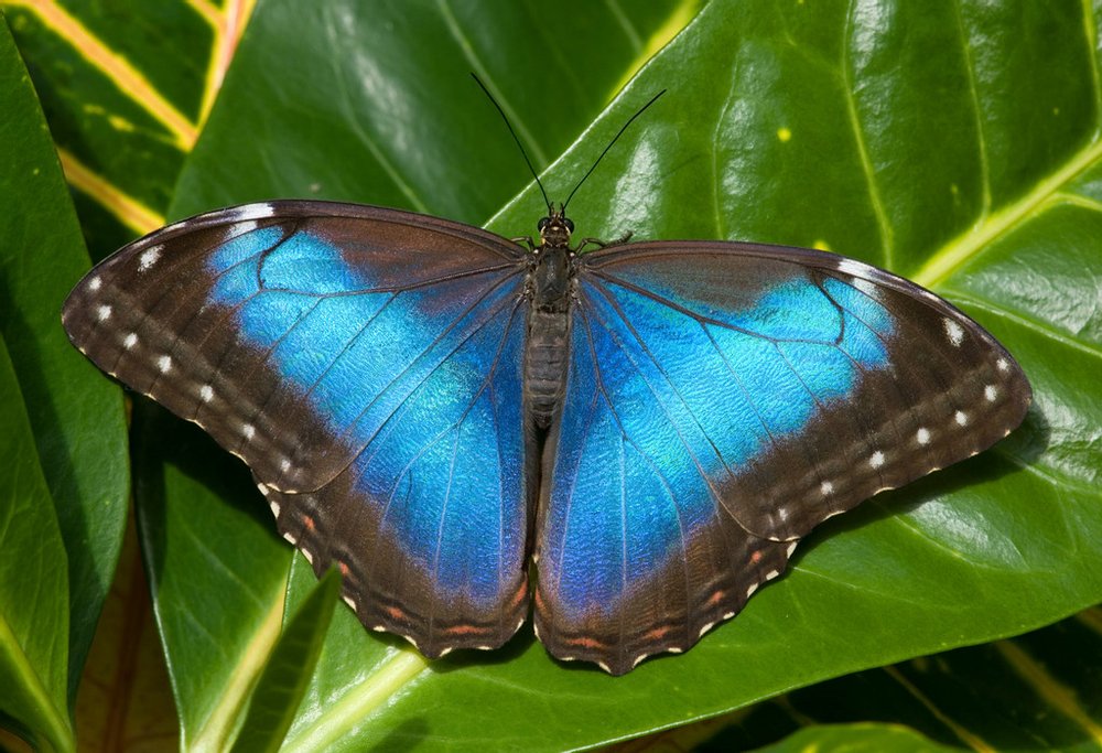 The Blue Morpho (insect)
