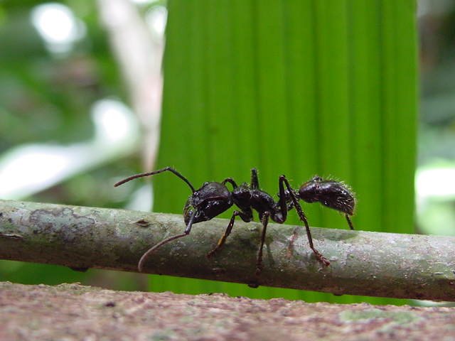 The Bullet Ant (insect)