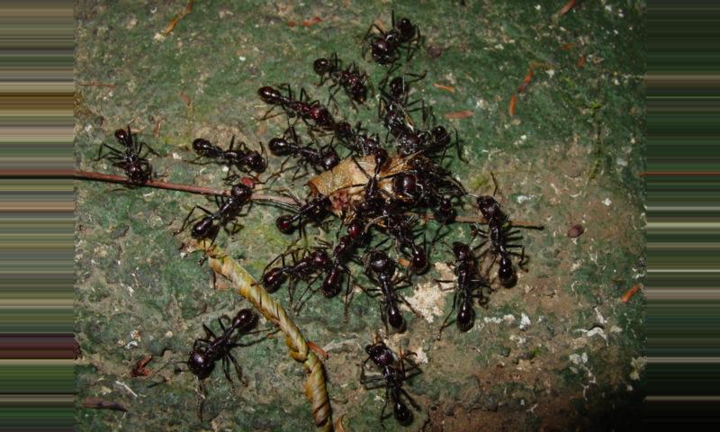 The Bullet Ant (insect), Costa Rica