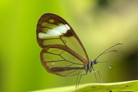 Glasswing Butterfly