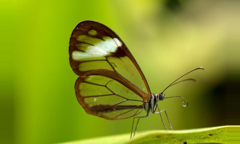 Glasswing Butterfly, Costa Rica