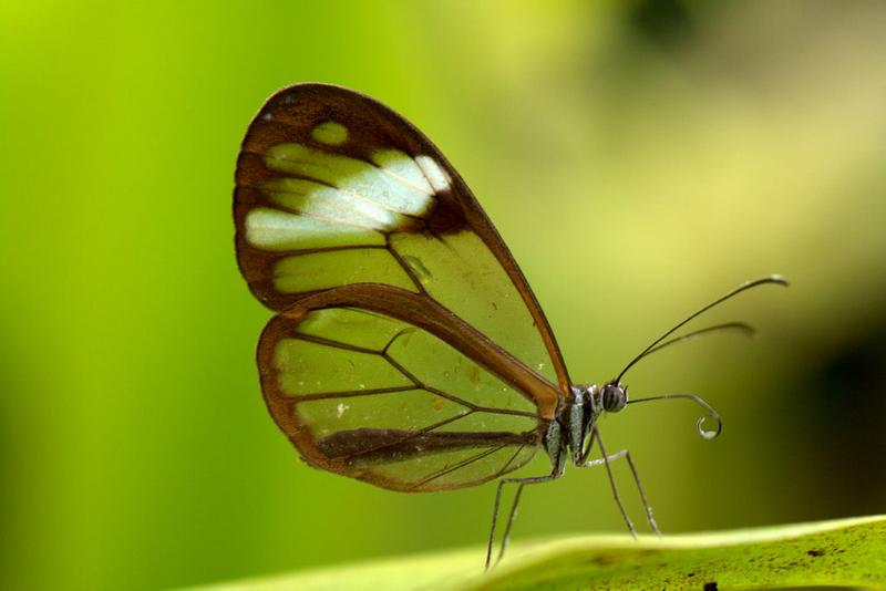 Glasswing Butterfly