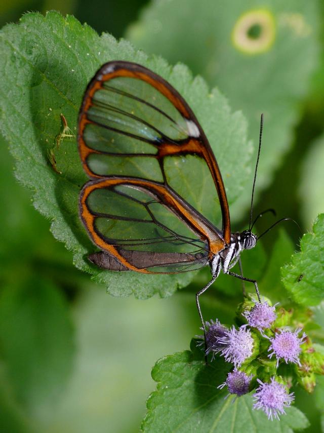 Glasswing Butterfly