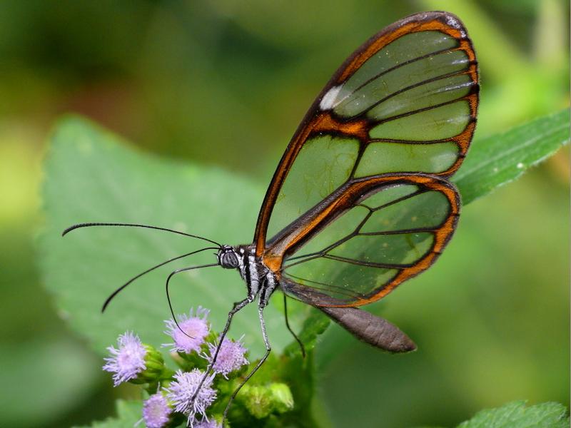 Glasswing Butterfly
