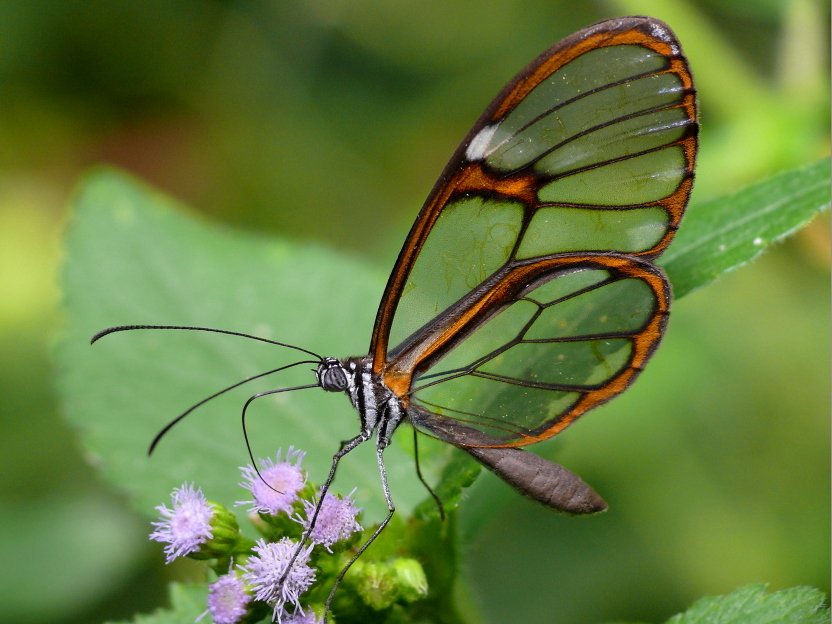 Glasswing Butterfly