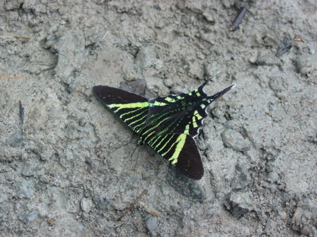 Green Page Moth - information, where to see it, and photos