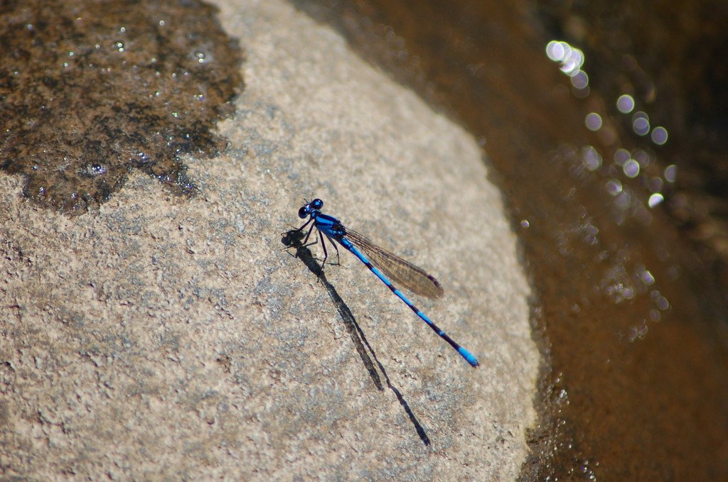 Invertebrates - Insect, Helicopter Damselfly | Anywhere