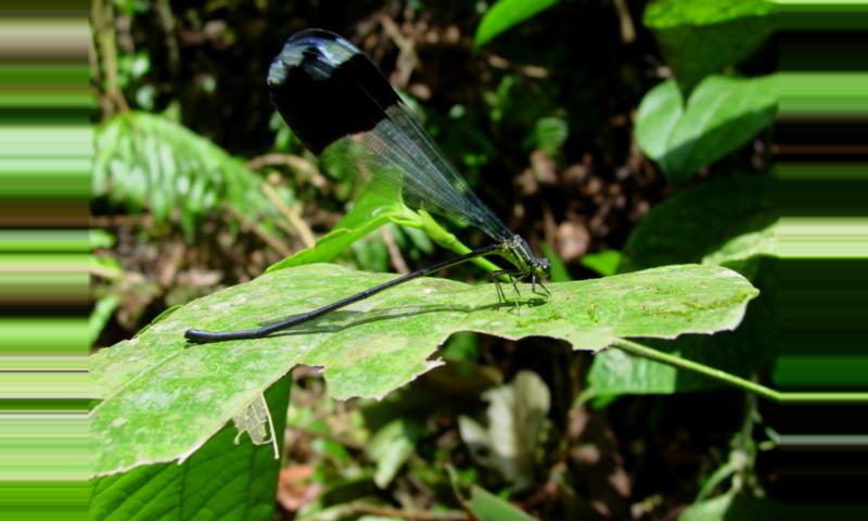Helicopter Damselfly, Costa Rica