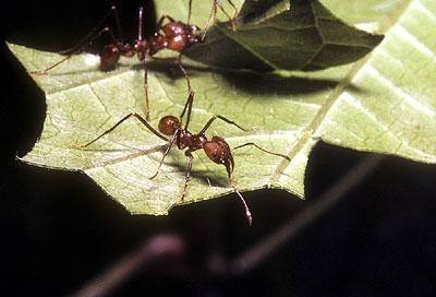 Leaf-Cutter Ant , Costa Rica - information, where to see it, and photos