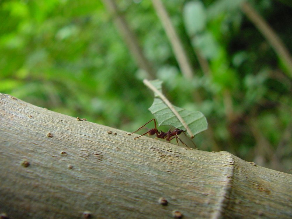 Leaf-Cutter Ant - information, where to see it, and photos