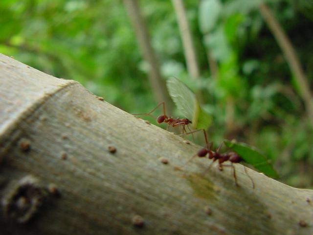 Leaf-Cutter Ant - information, where to see it, and photos
