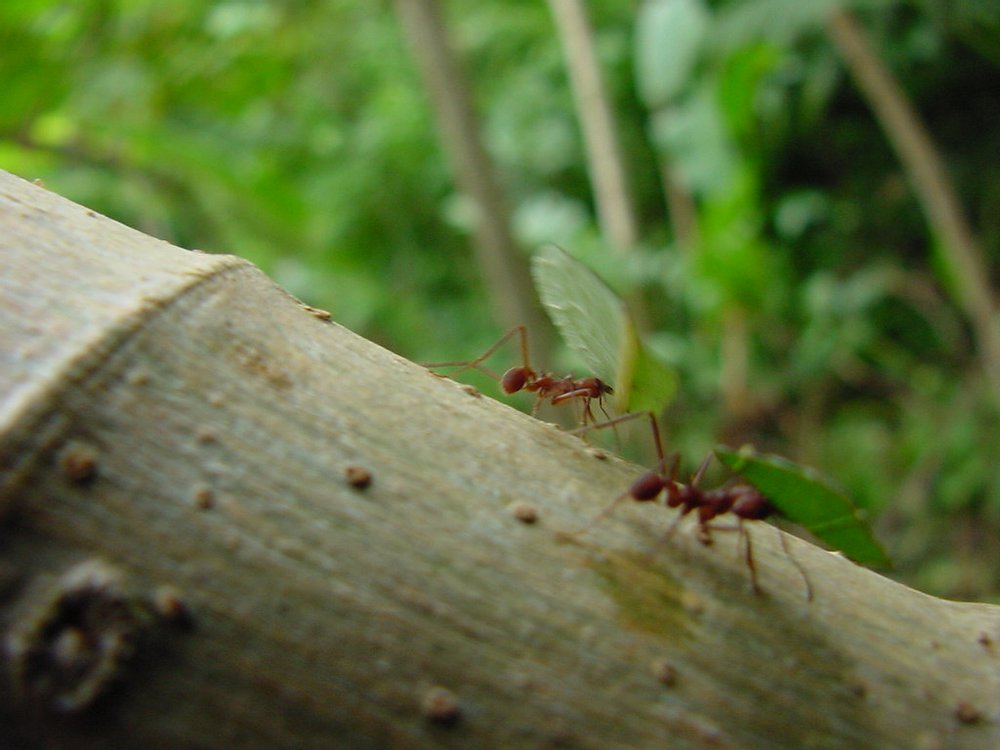Leaf-Cutter Ant - information, where to see it, and photos