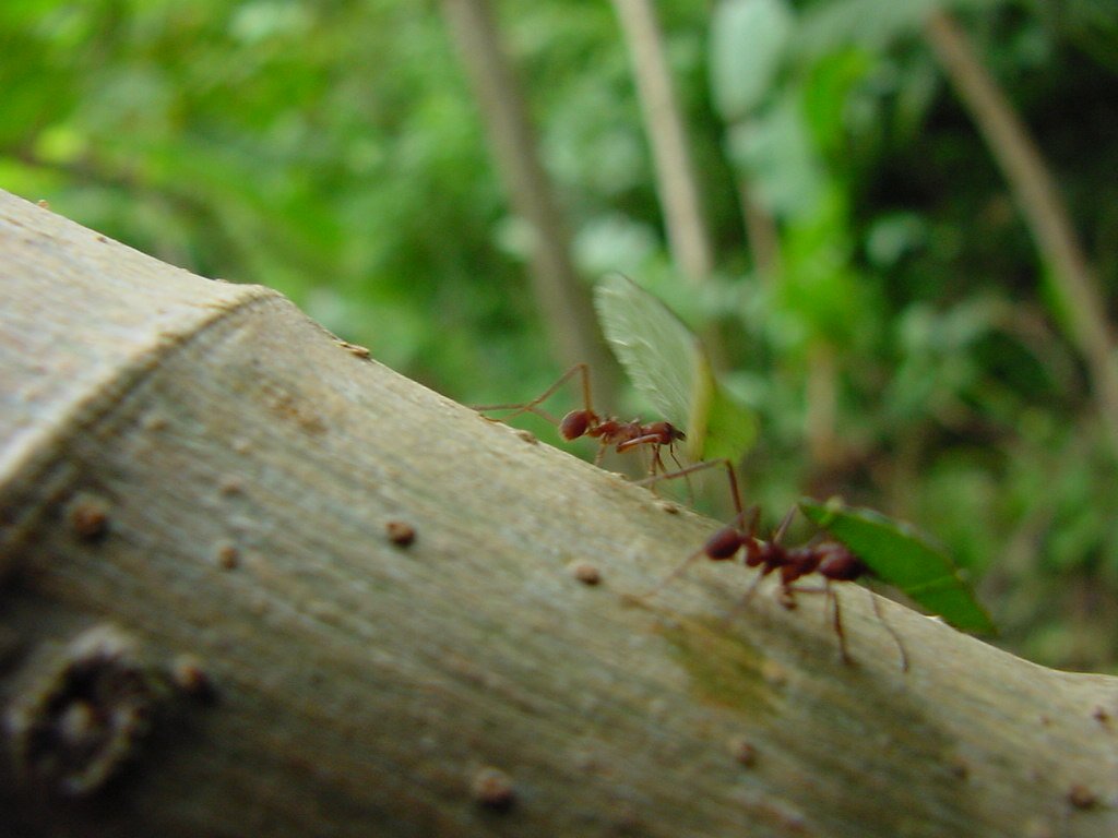 Leaf-Cutter Ant - information, where to see it, and photos